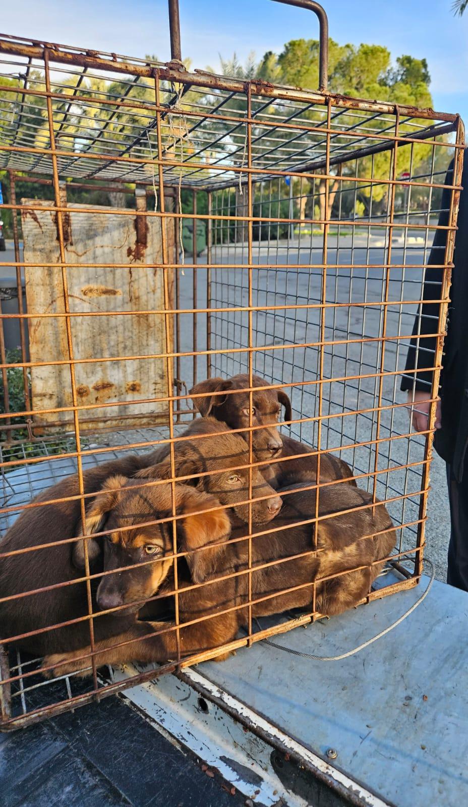 Pedieos stray dogs captured - Sigmalive English