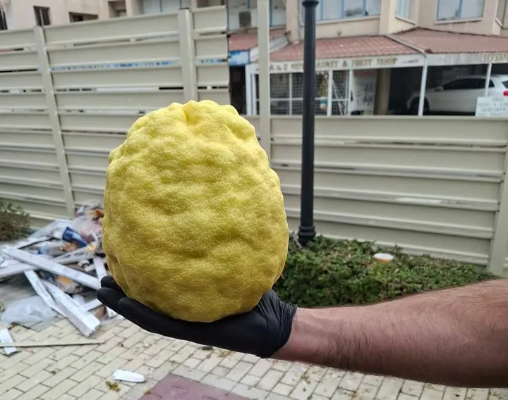 Mammoth 3-kilogram lemon grown in Paphos (PHOTO) - Sigmalive English