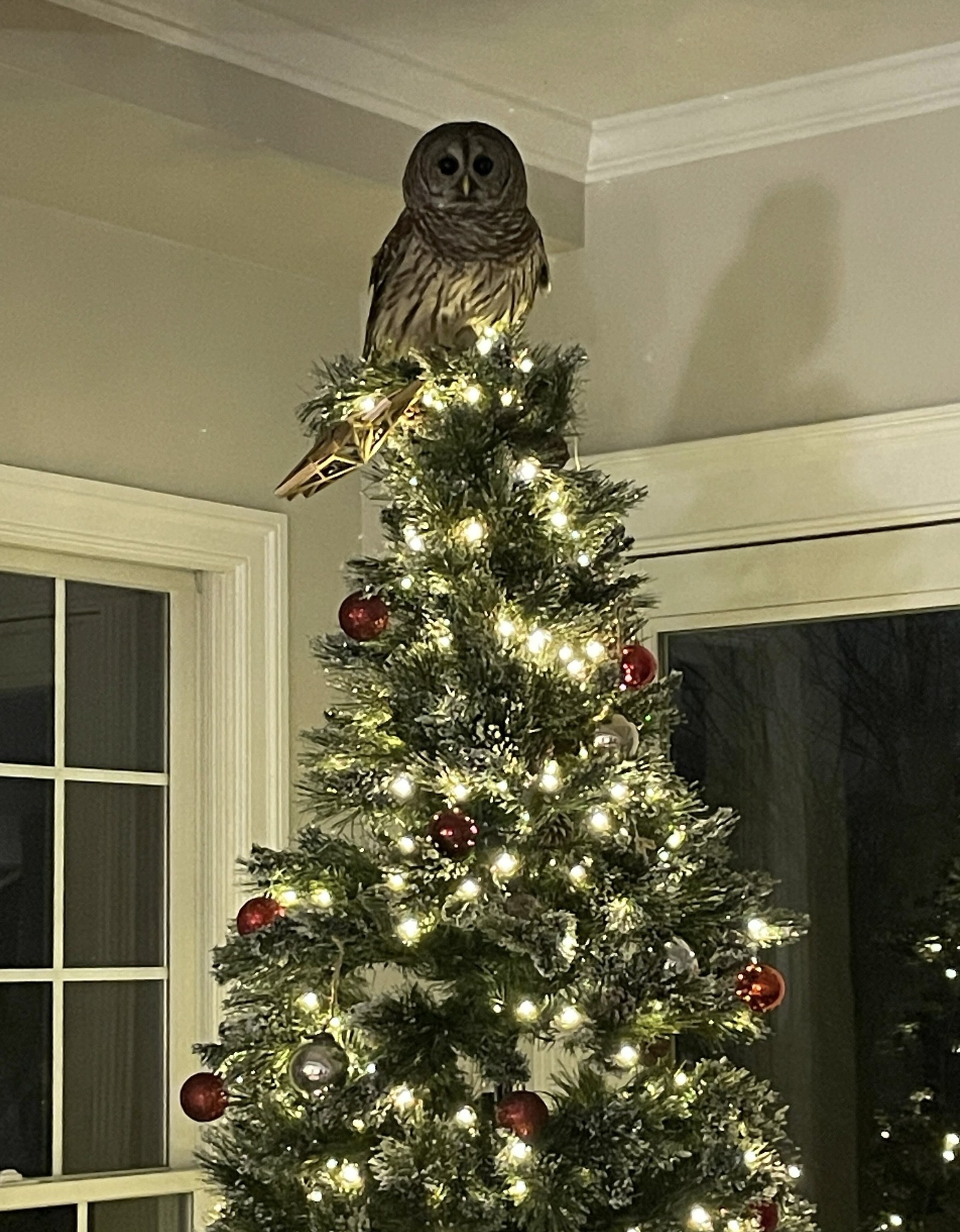 Owl "poses" as Christmas tree star after entering home (VIDEO ...
