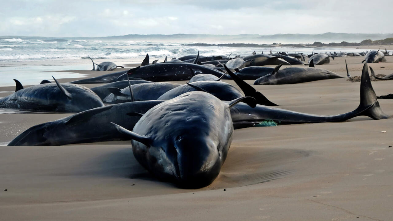 90 dolphins stranded on remote Australian beach to be euthanised - Sigmalive English