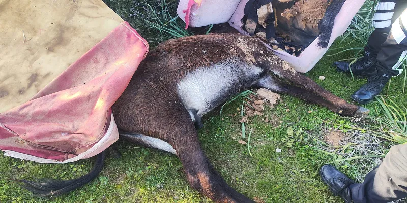 14 wild donkeys brutally killed in Karpasia - Sigmalive English