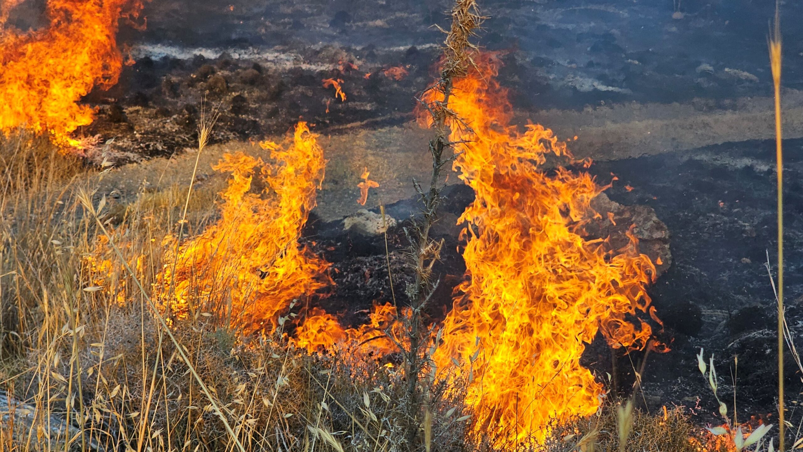 New wildfire breaks out in Paphos district- Aircraft deployed ...