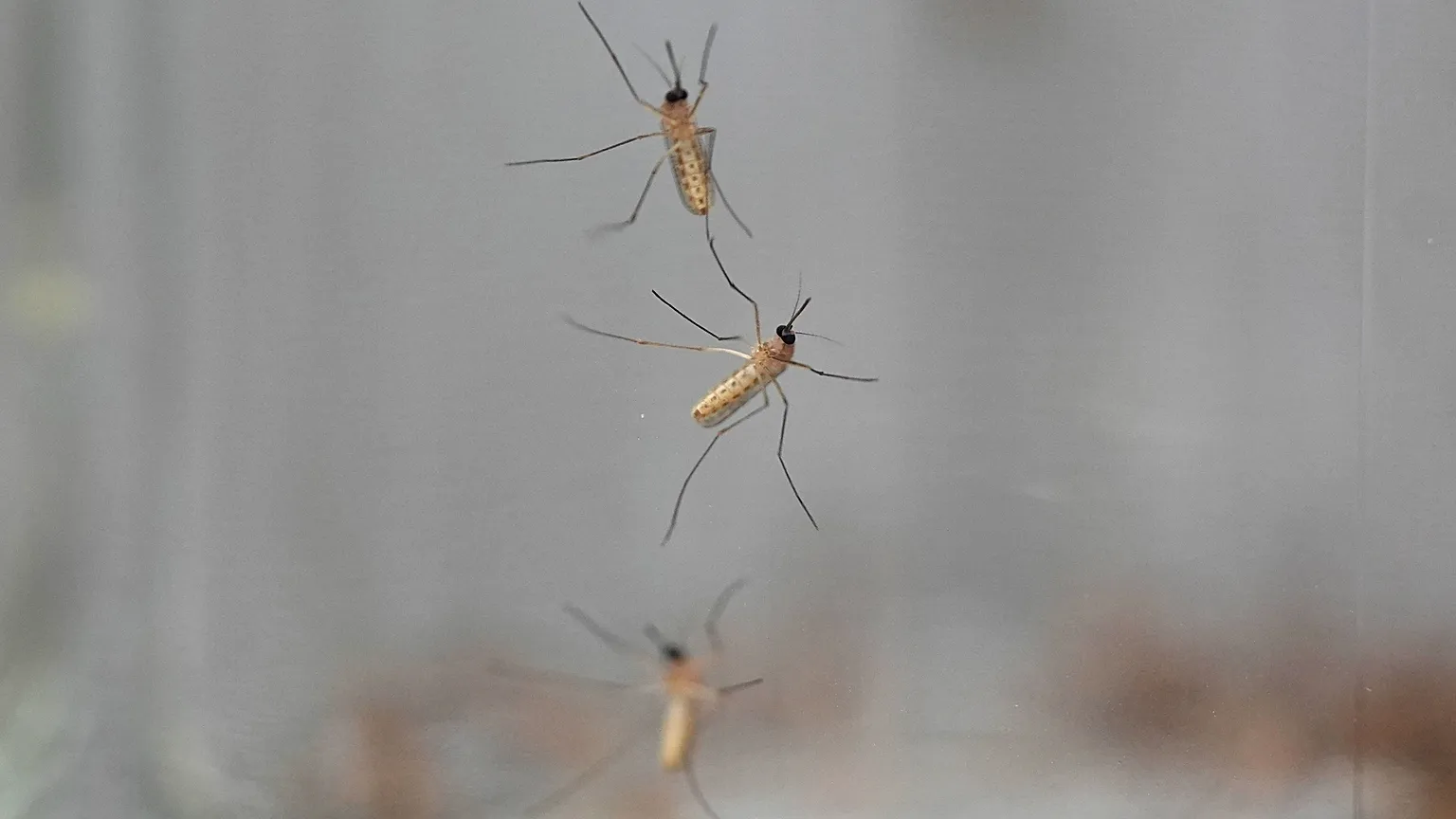 Cyprus affected by EU rise in cases of mosquito-borne diseases ...