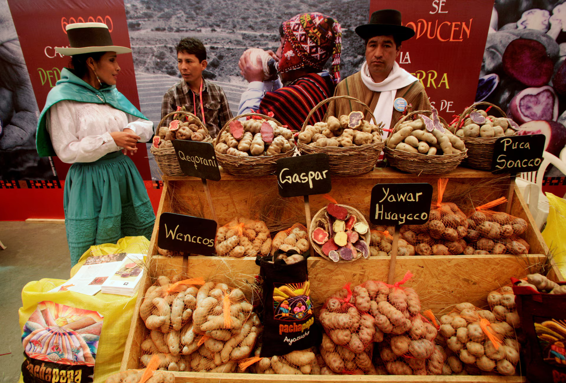 Evolutionary origins of the potato revealed - a tomato was involved ...