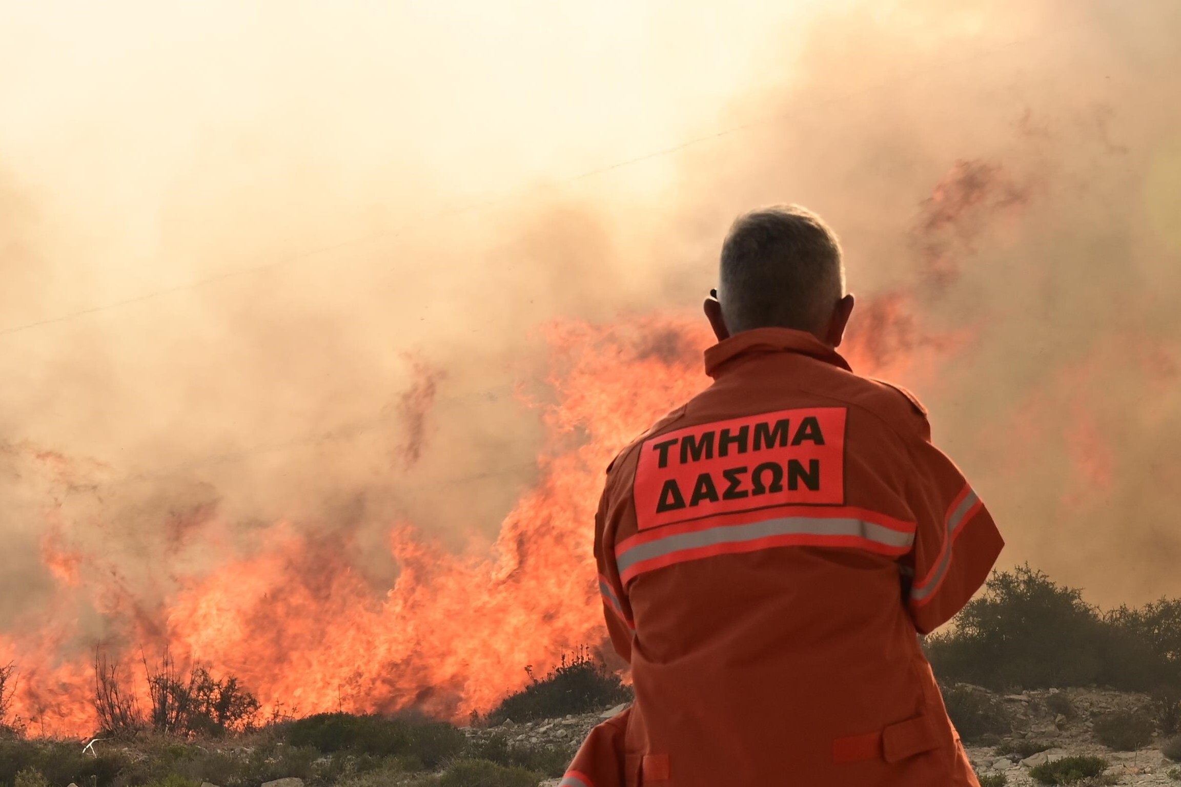 Former directors oppose splitting Cyprus Forestry Department ...