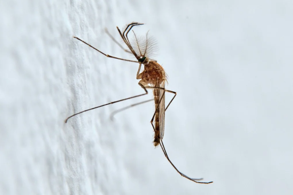 Iceland mosquitoes: country records first wild sightings - Sigmalive ...