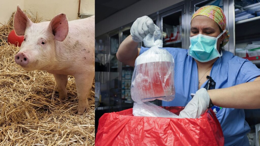 2025's top science breakthroughs - Sigmalive English