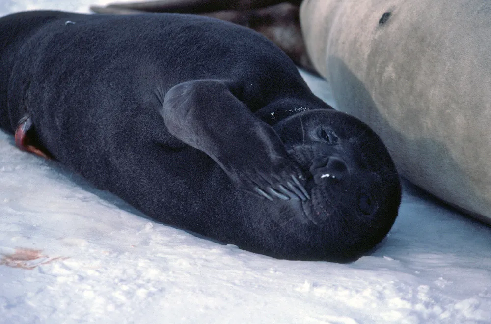 Bird flu kills most seal pups on remote island - Sigmalive English